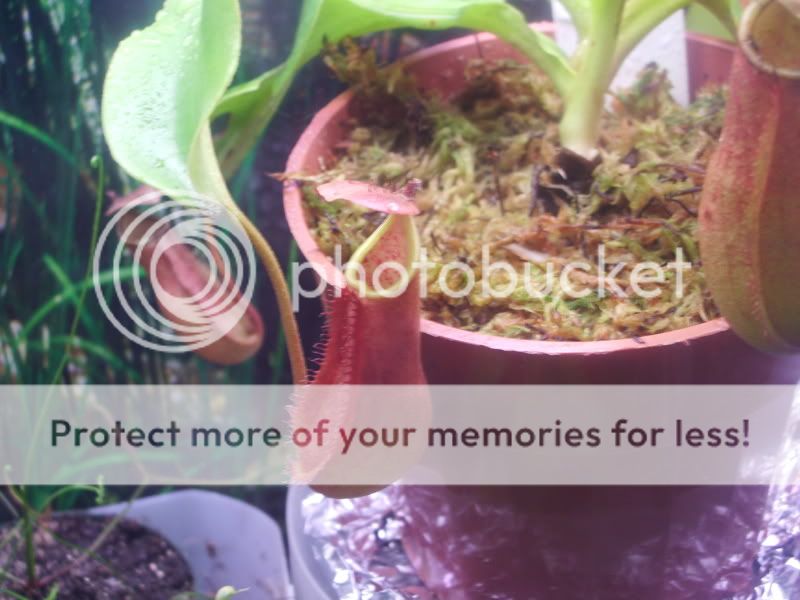 N.Red Dragon - FlyTrapCare Forums